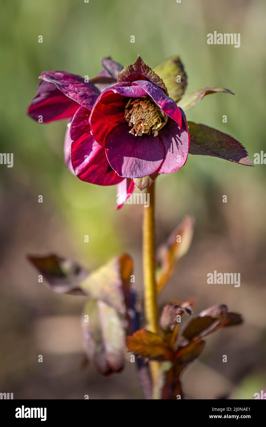 Hellebore flowers in arboretum, springtime outdoor scene Stock Photo ...