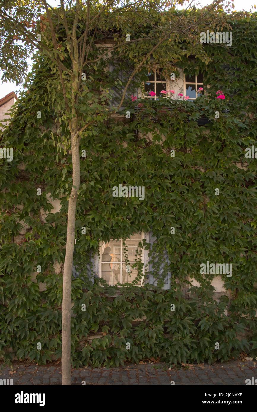 A vine-covered house in Germany Stock Photo - Alamy