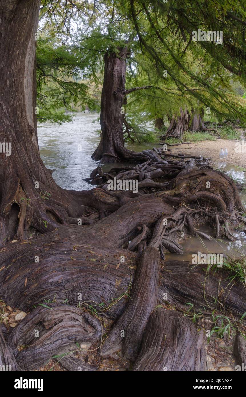 The roots of Bald Cypress trees clambering along the bank of the ...