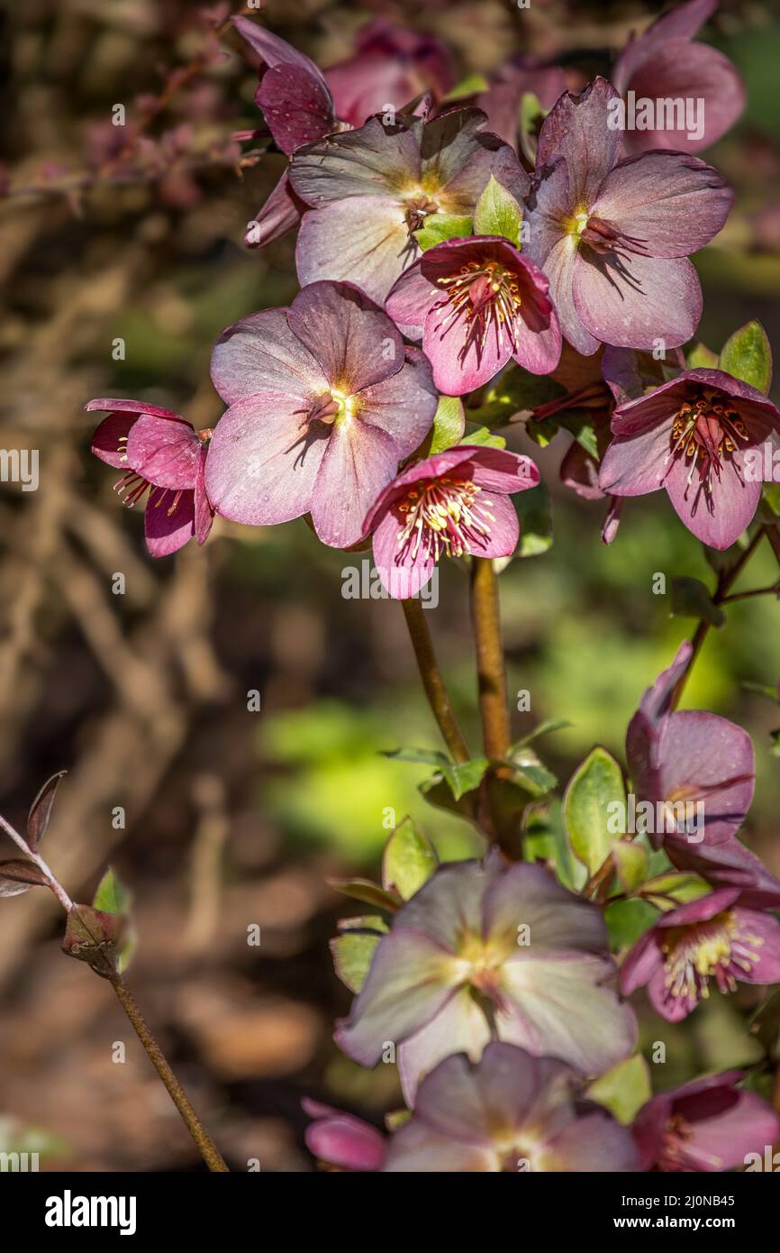 Outdoor flowers in garden hi-res stock photography and images - Alamy