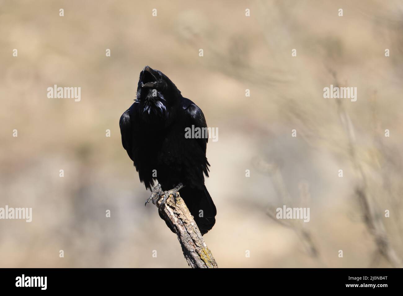 common raven (Corvus corax) Germany Stock Photo - Alamy