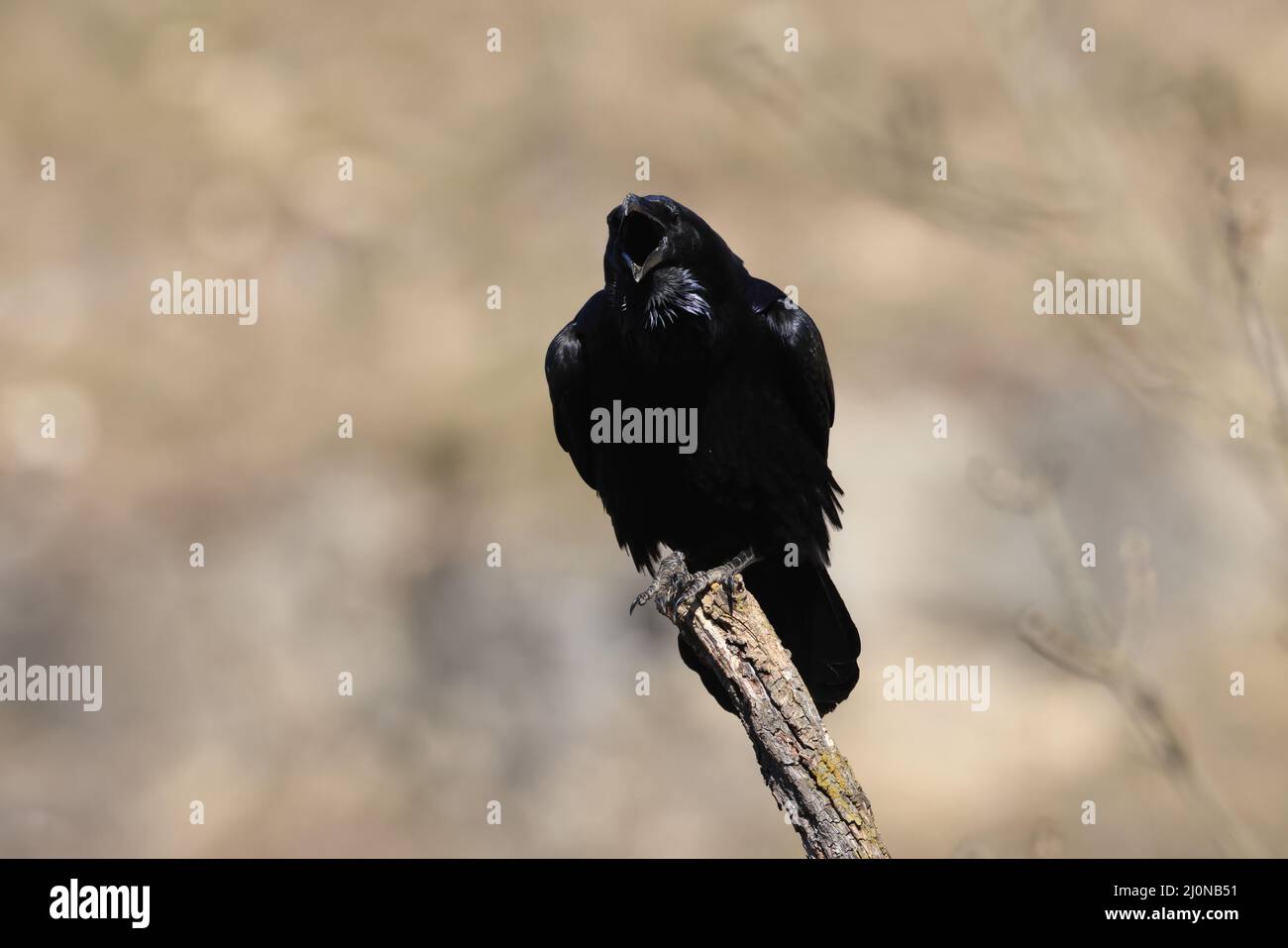 common raven (Corvus corax) Germany Stock Photo - Alamy