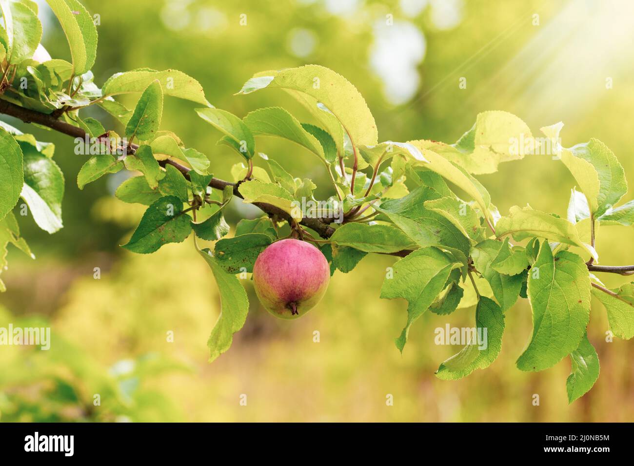 Apple on the wild apple tree Stock Photo - Alamy