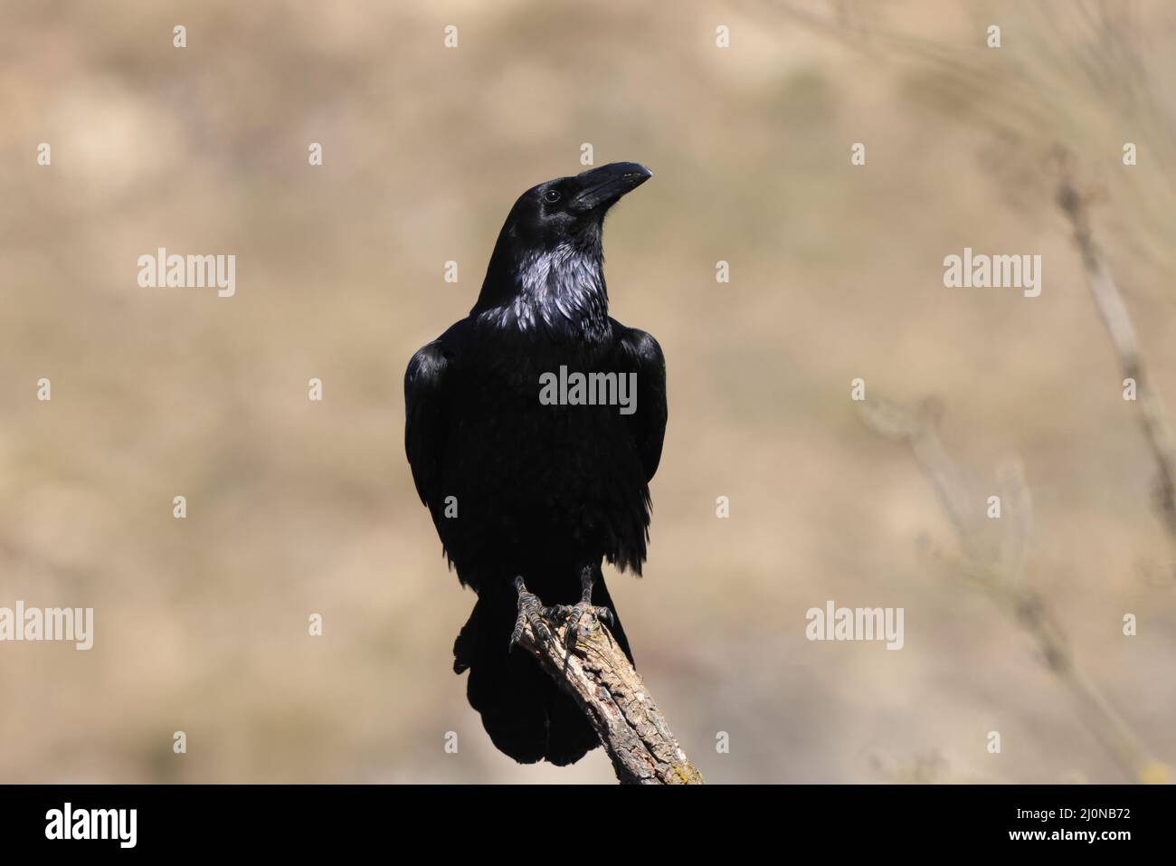 common raven (Corvus corax) Germany Stock Photo - Alamy