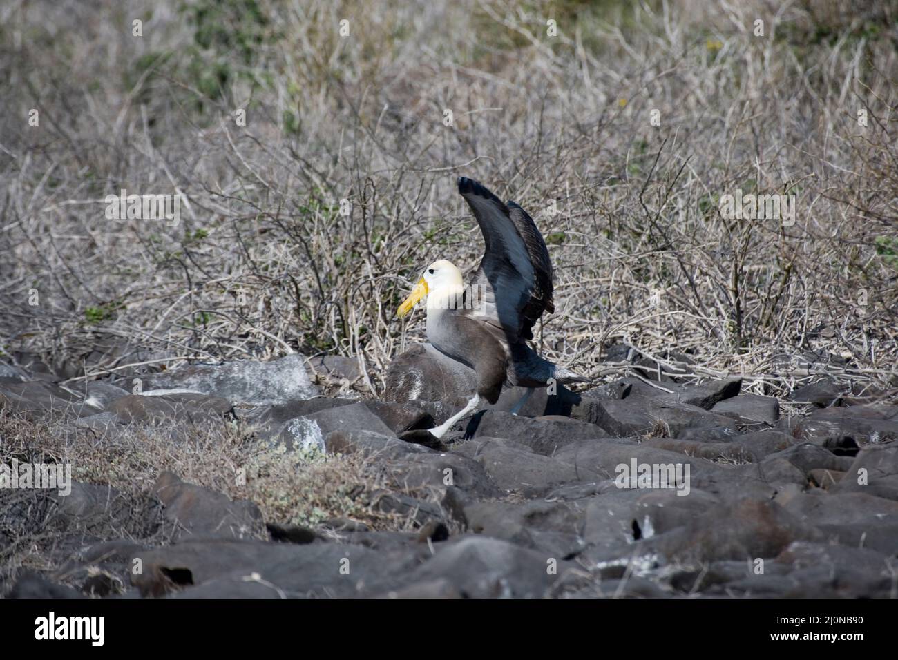 Galapagos Albatross ( Diomedea irrorata ) at Punta Suarez on Espanola ...