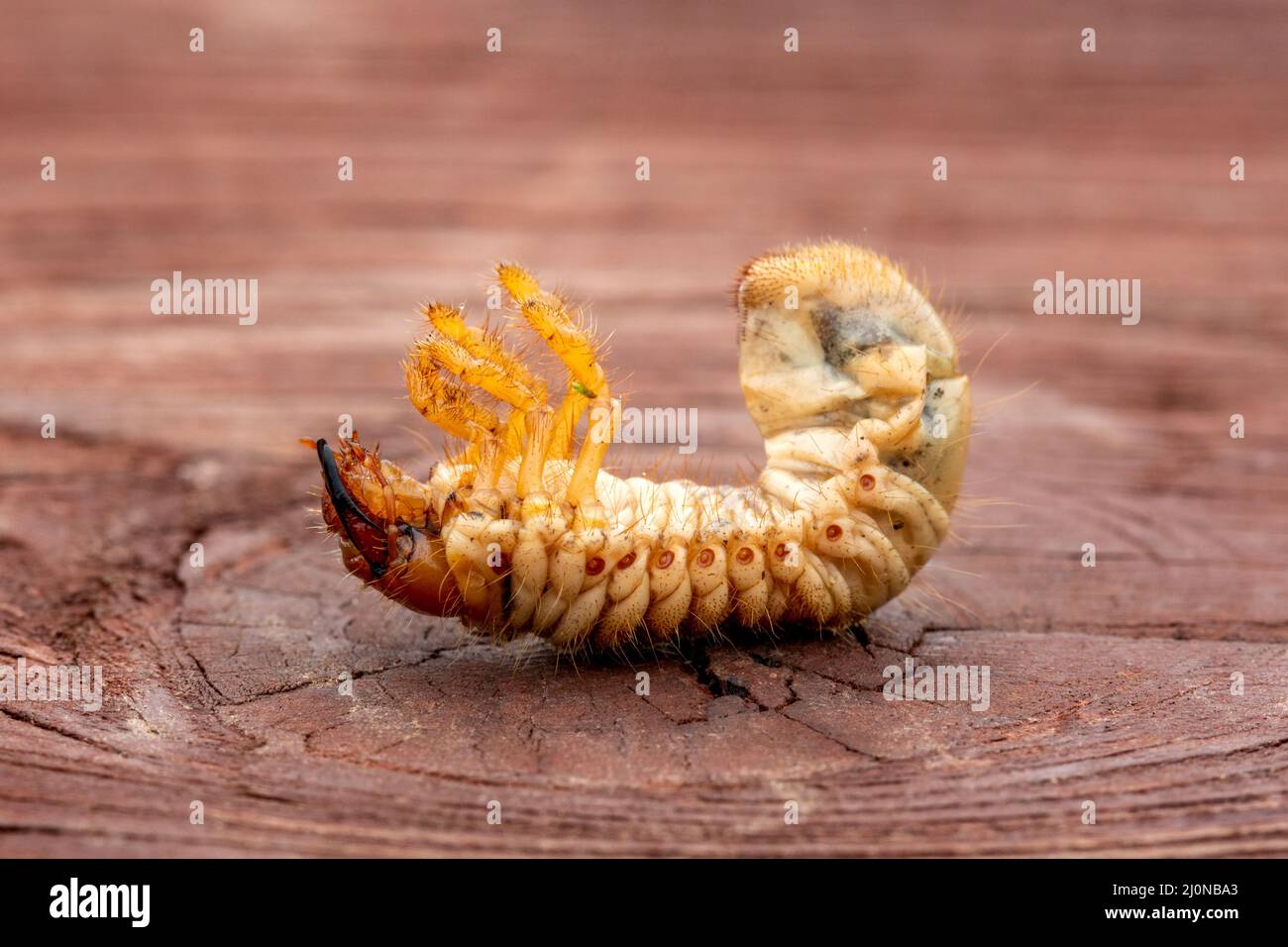 Common cockchafer larva hi-res stock photography and images - Alamy