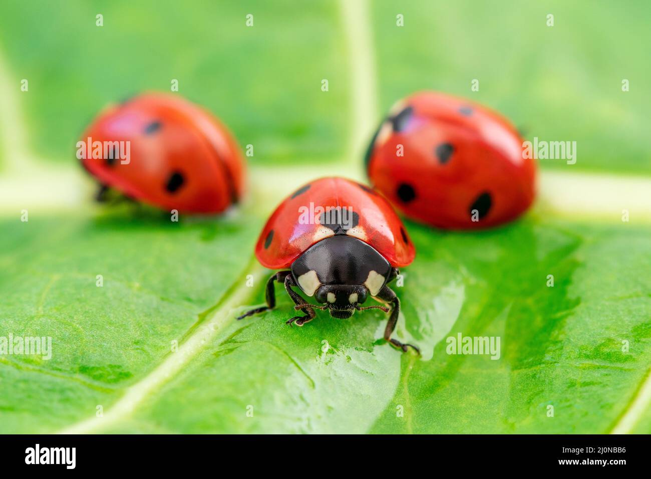 Three ladybugs on the green leaf Stock Photo - Alamy