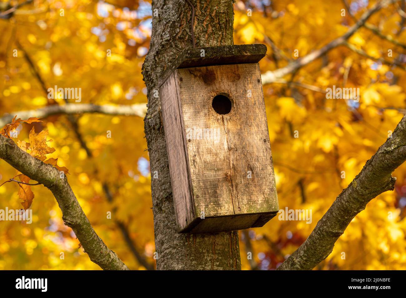 Bird maple hi-res stock photography and images - Alamy