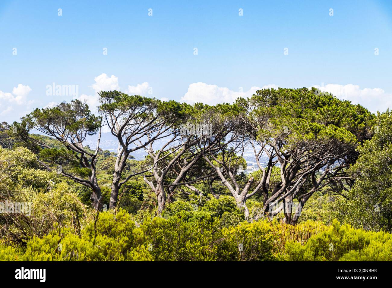 Huge South African trees in Kirstenbosch Botanical Garden, Cape Town ...