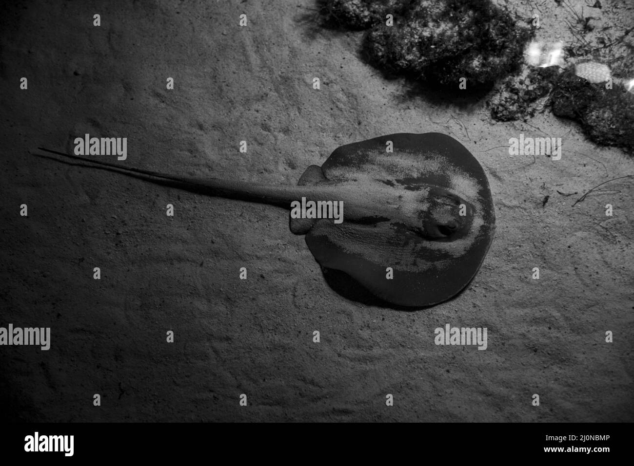 Beautiful shot of a Chupare stingray under the water in a grayscale ...
