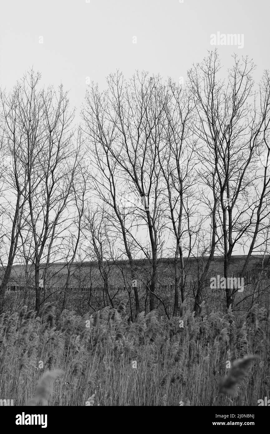Grasses tranquility Black and White Stock Photos & Images - Alamy