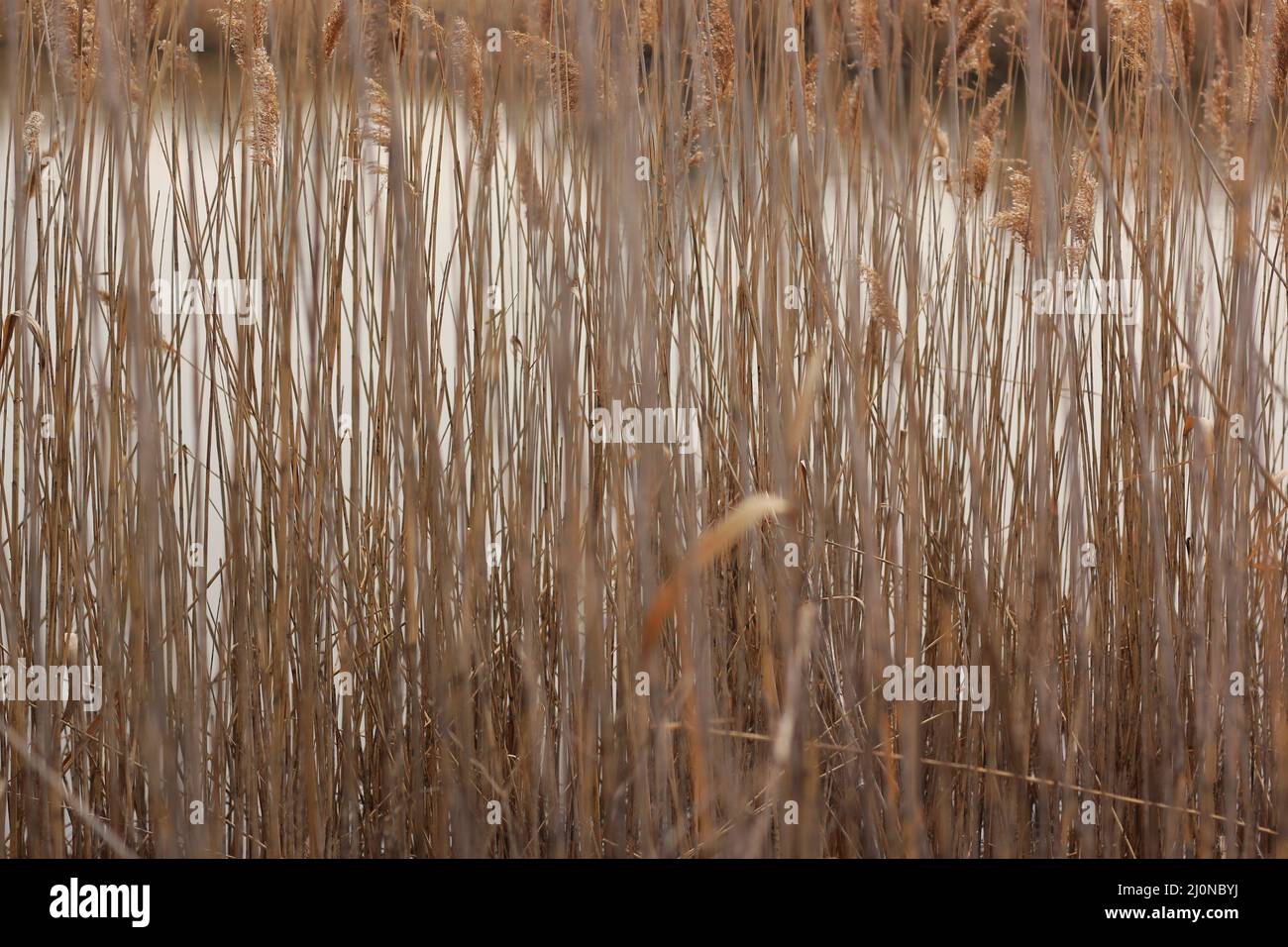 Wild wheat grasses and reeds growing in the fields Stock Photo - Alamy