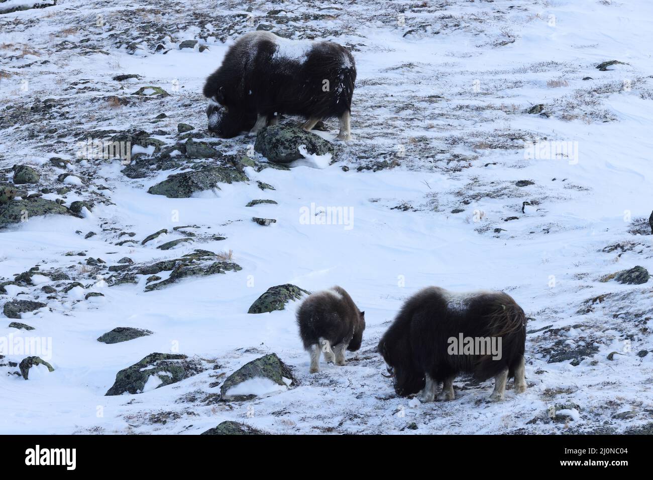 Wild Musk Ox in winter mountains in Norway, Dovrefjell national park ...