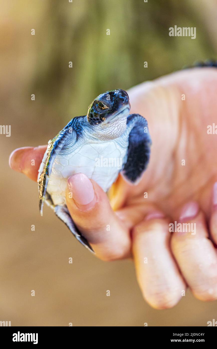 Hands holding sea turtles hi-res stock photography and images - Alamy