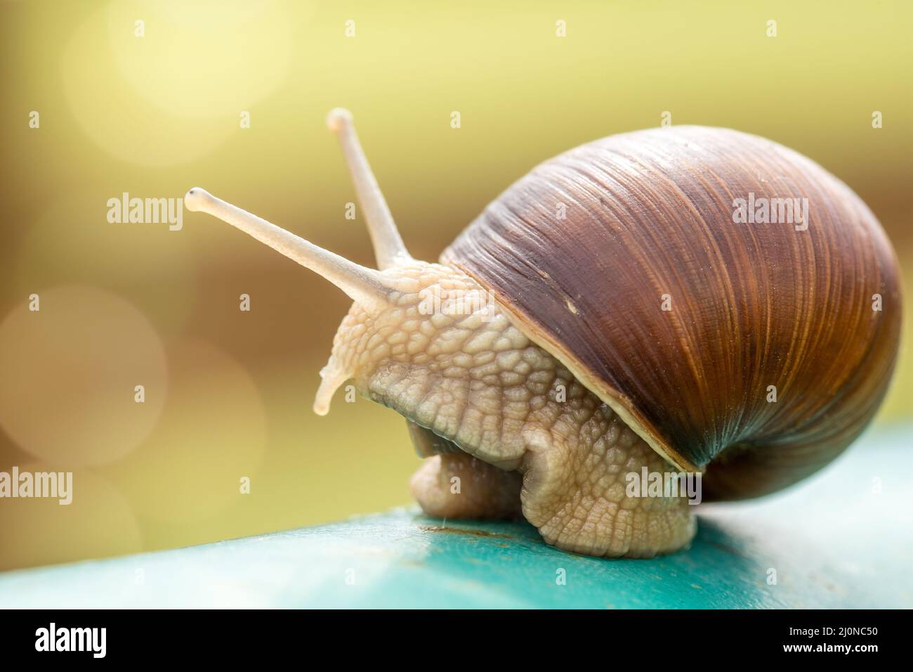 Snail gastropoda house hi-res stock photography and images - Alamy