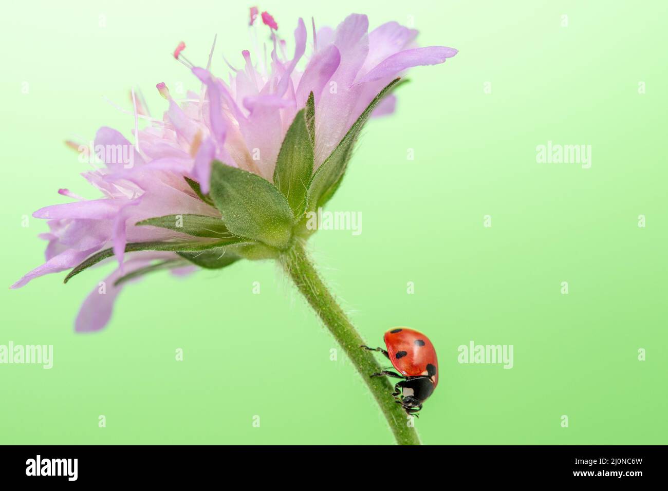 Red spotted ladybug sitting hi-res stock photography and images - Alamy