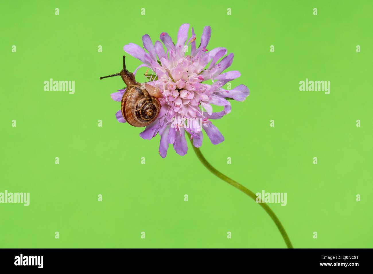 Purple shell flower hi-res stock photography and images - Alamy