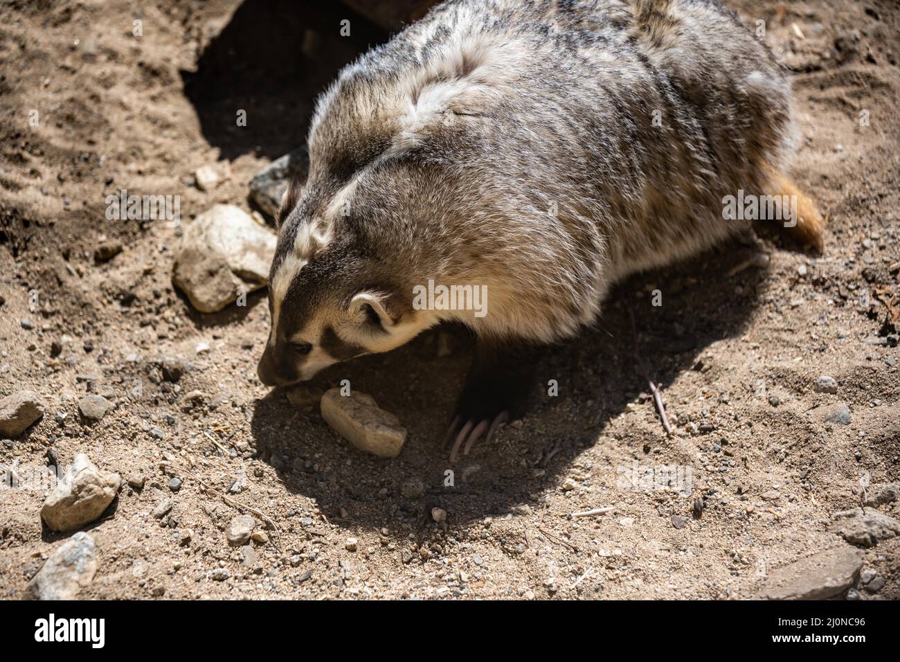 American badger and garden hi-res stock photography and images - Alamy