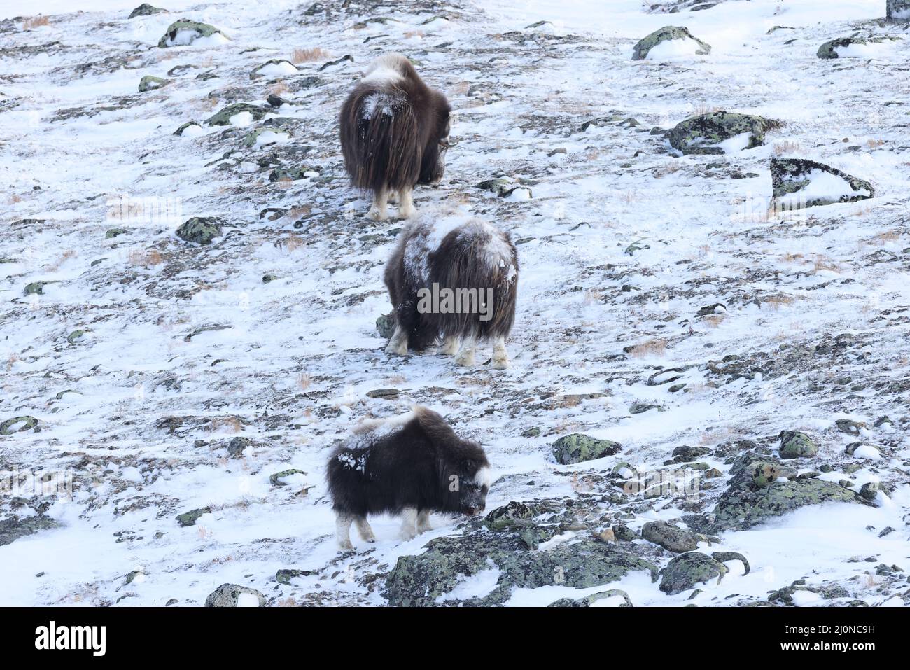 Wild Musk Ox in winter mountains in Norway, Dovrefjell national park ...