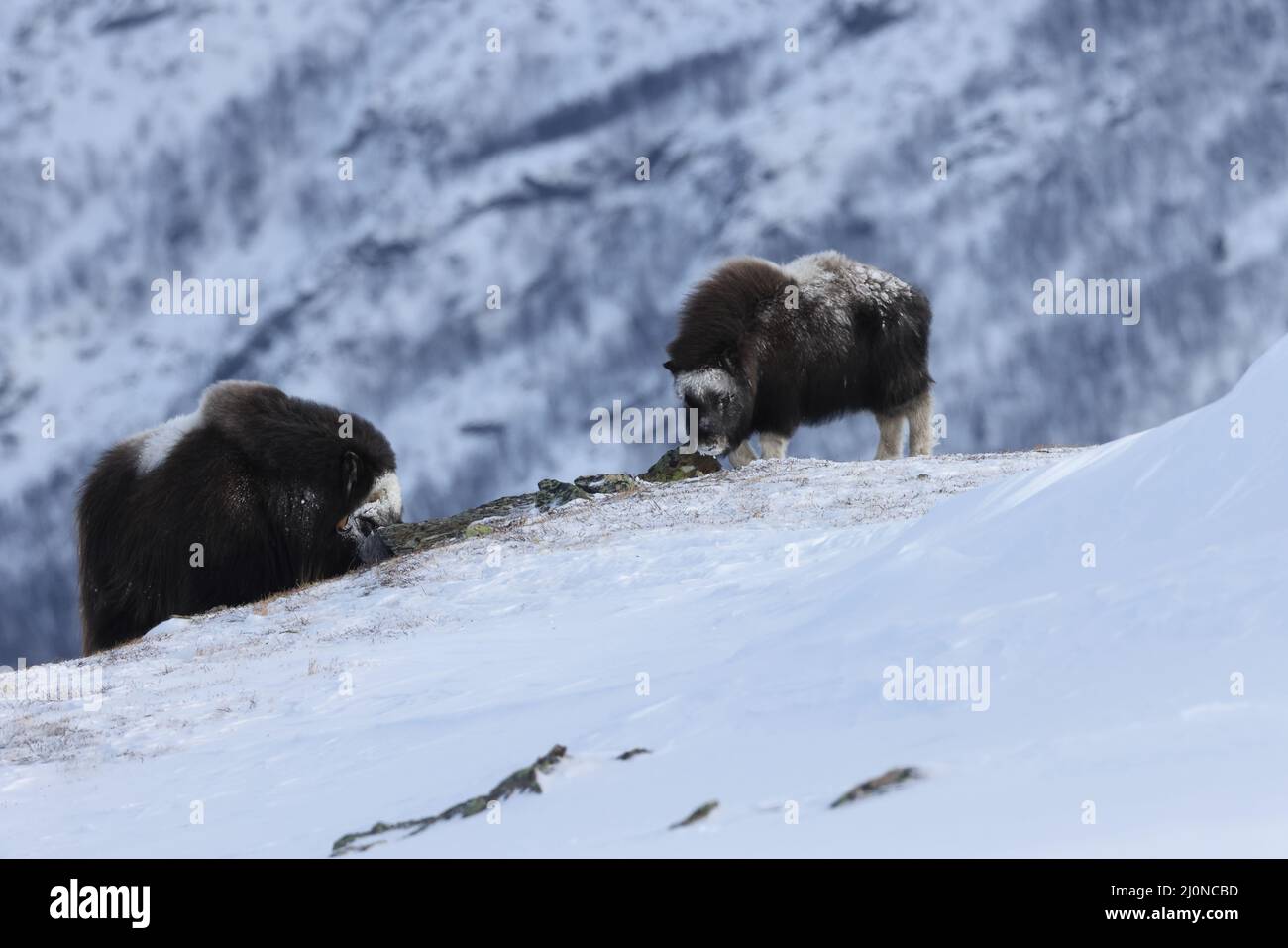 Wild Musk Ox in winter mountains in Norway, Dovrefjell national park ...