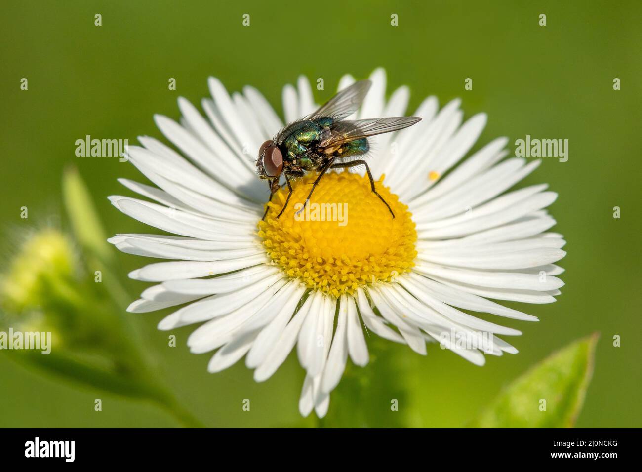 Fly sitting on a chamomile flower Stock Photo - Alamy