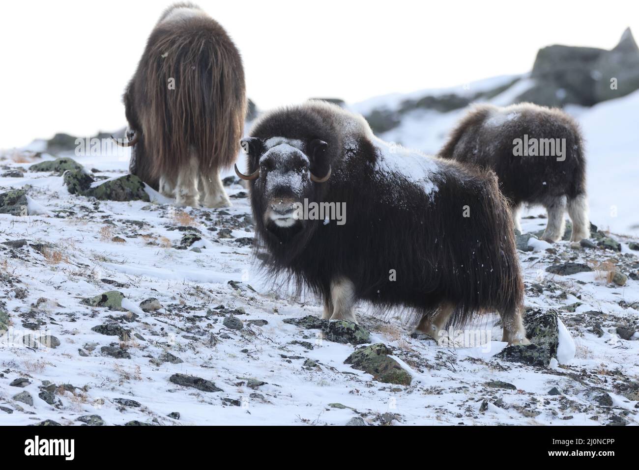 Wild Musk Ox in winter mountains in Norway, Dovrefjell national park ...