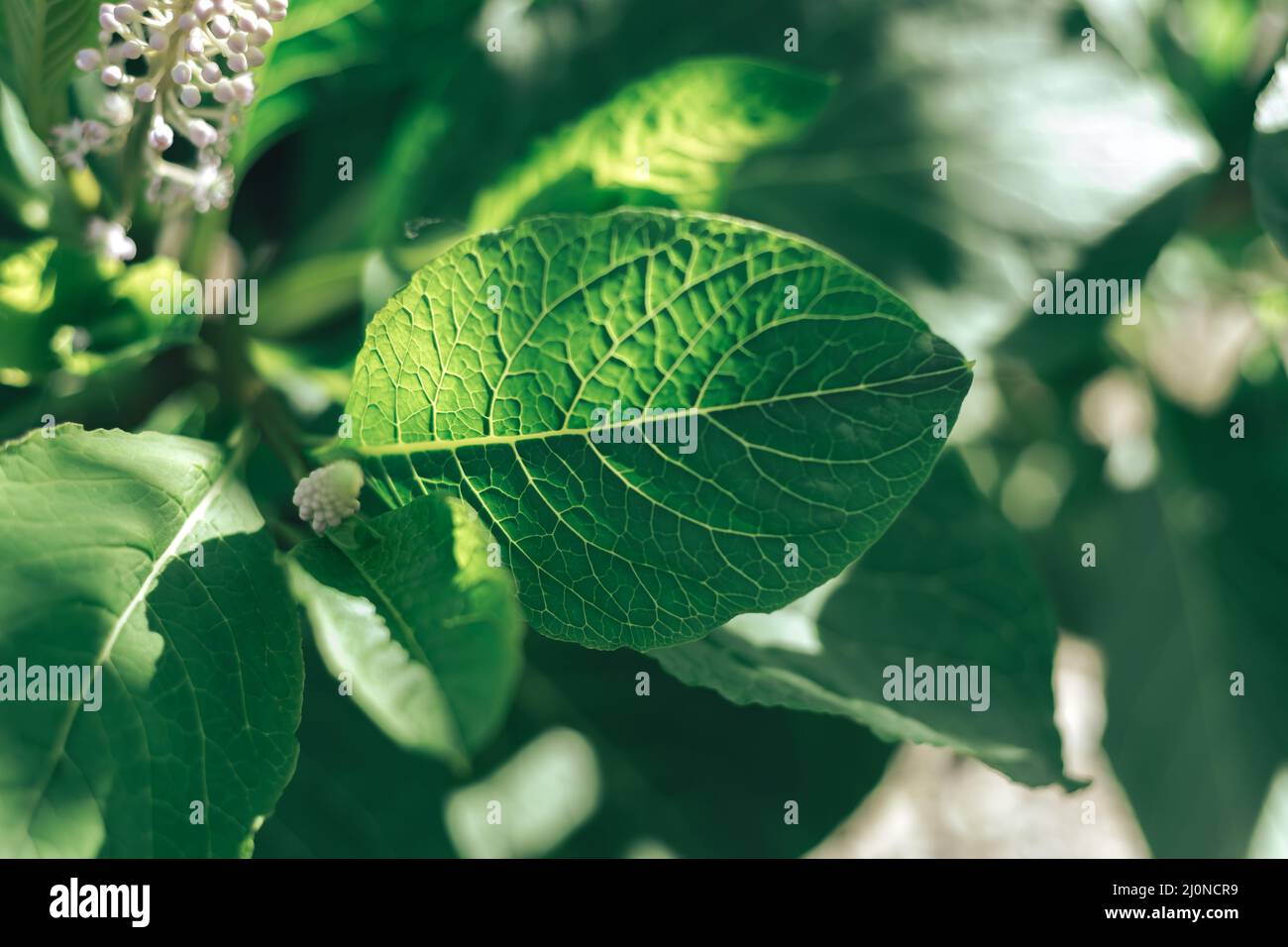 Beautiful green tree look up. Background pattern for design Stock Photo ...