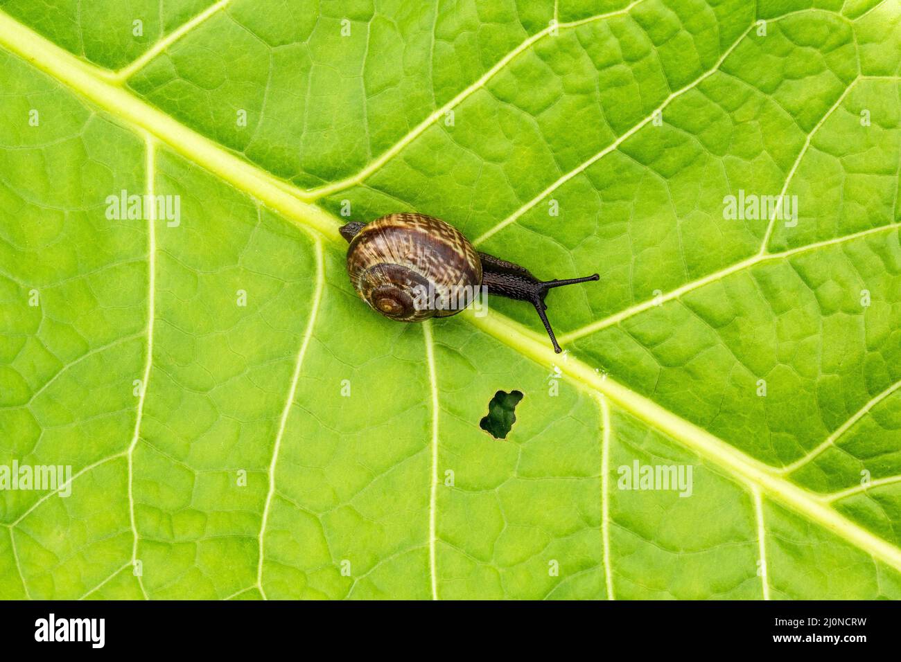 Snail leaf hole hi-res stock photography and images - Alamy