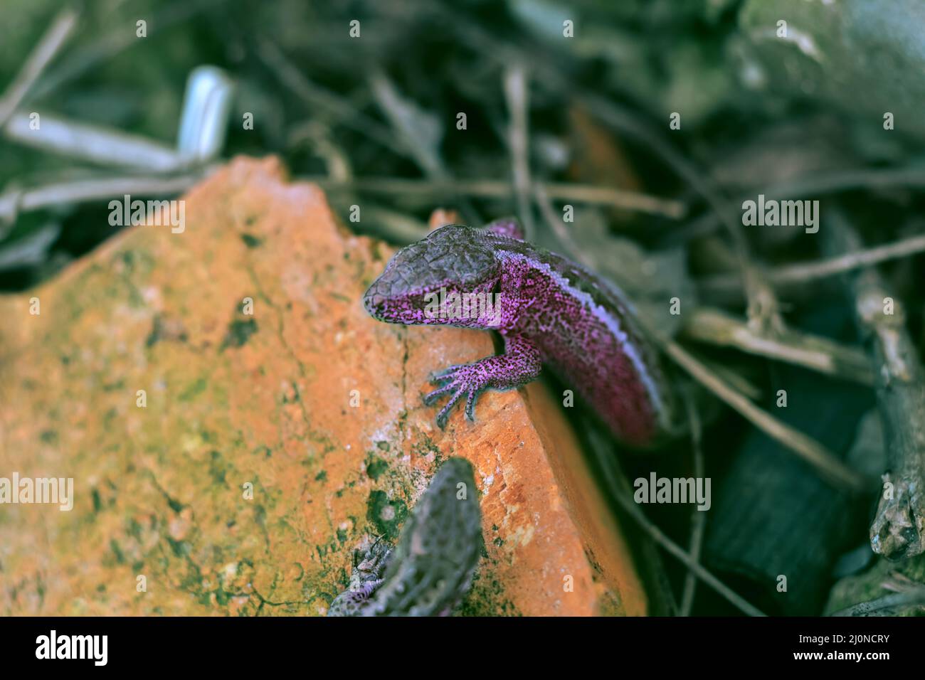 Colorful lizards surreal color on a courtyard. Reptile lizards on ...