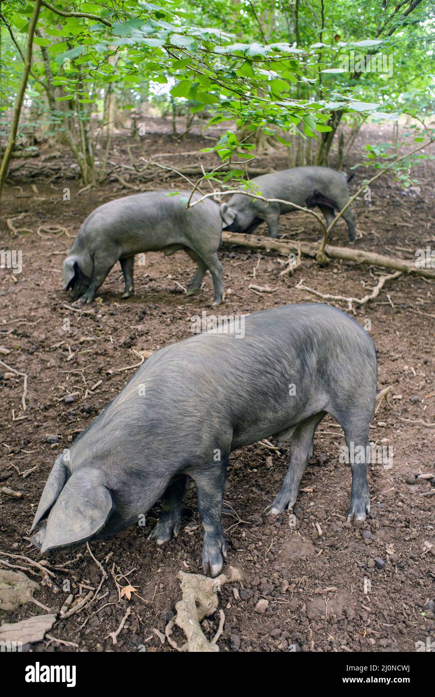 British black piglets hi-res stock photography and images - Alamy