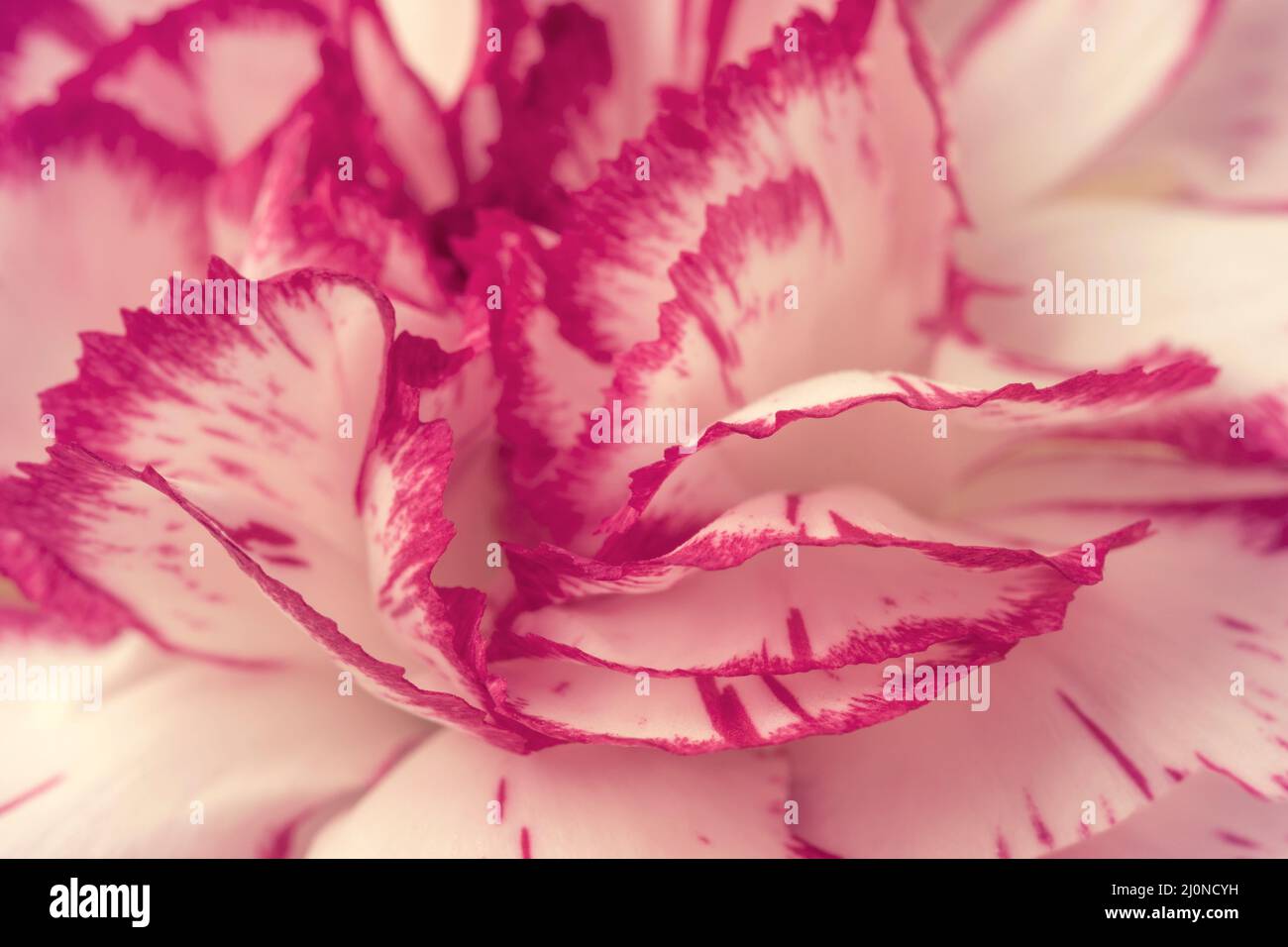 Carnation flower petals close up Stock Photo - Alamy