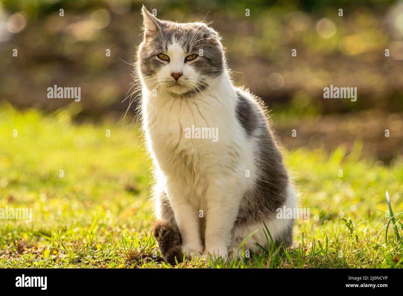 Injured cat hi-res stock photography and images - Alamy
