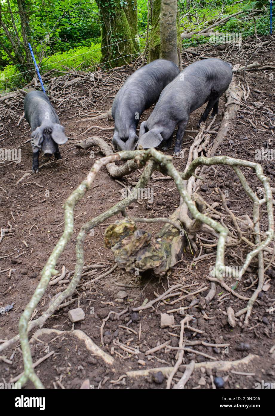 UK, England, West Country, Devonshire. Large Black British rare breed ...