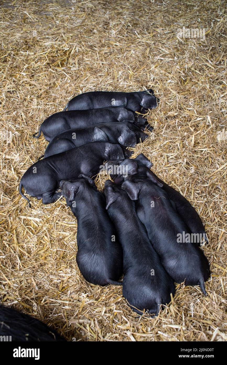 British black piglets hi-res stock photography and images - Alamy