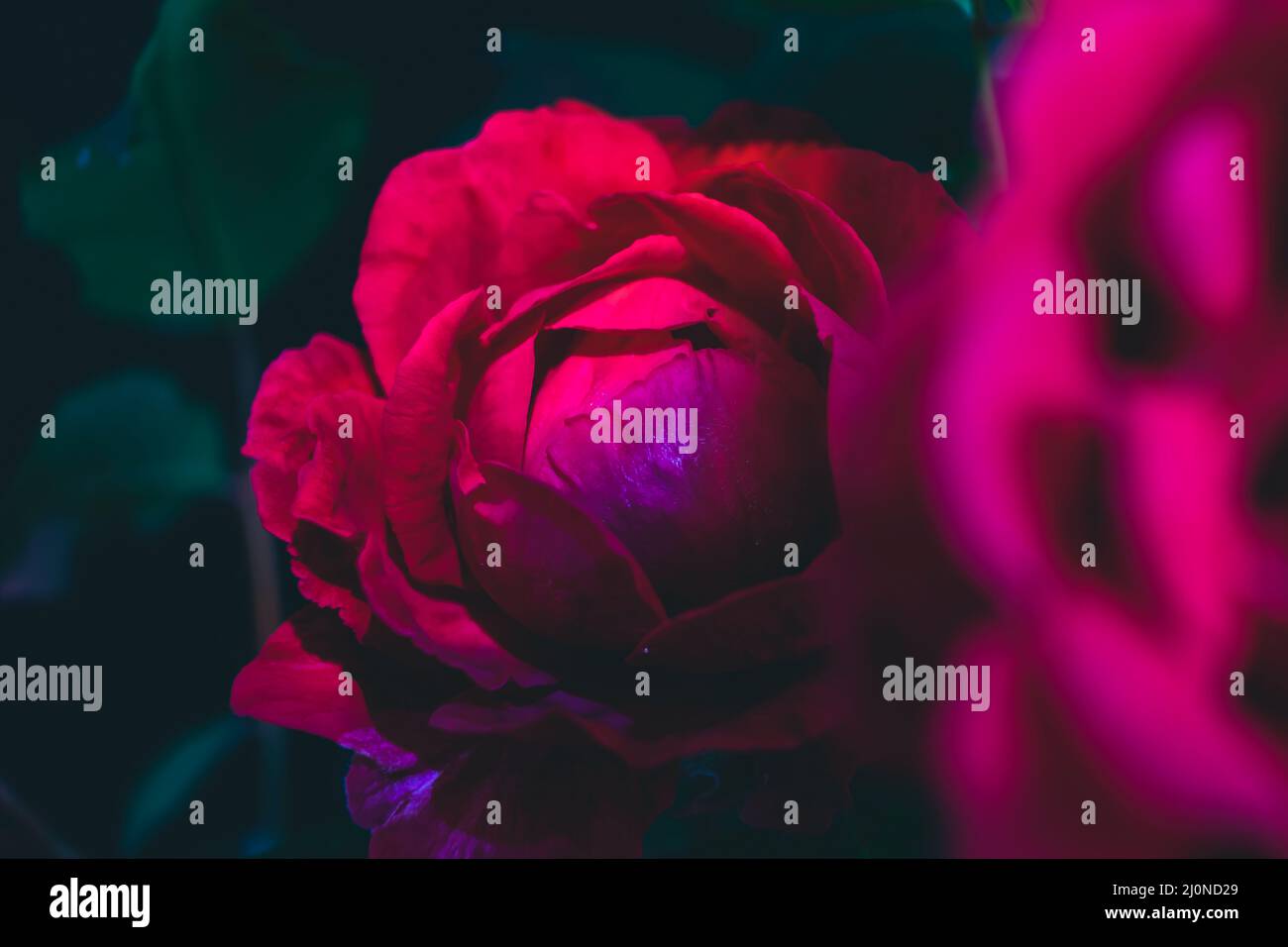Neon Roses Wallpaper