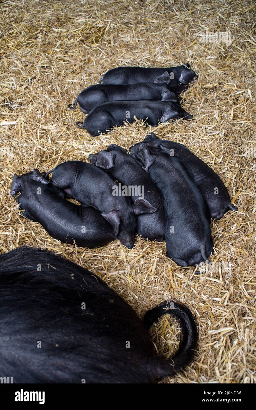 UK, England, West Country, Devonshire. Large Black British rare breed ...
