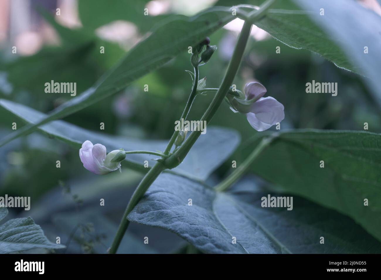 Beautiful fresh flowering beans leaf. Close up of a bush of green beans ...