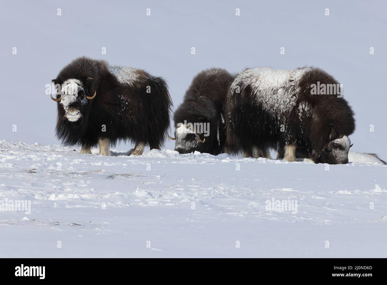 Wild Musk Ox in winter mountains in Norway, Dovrefjell national park ...