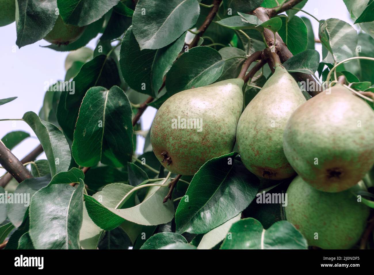 Asian pear young tree hi-res stock photography and images - Alamy