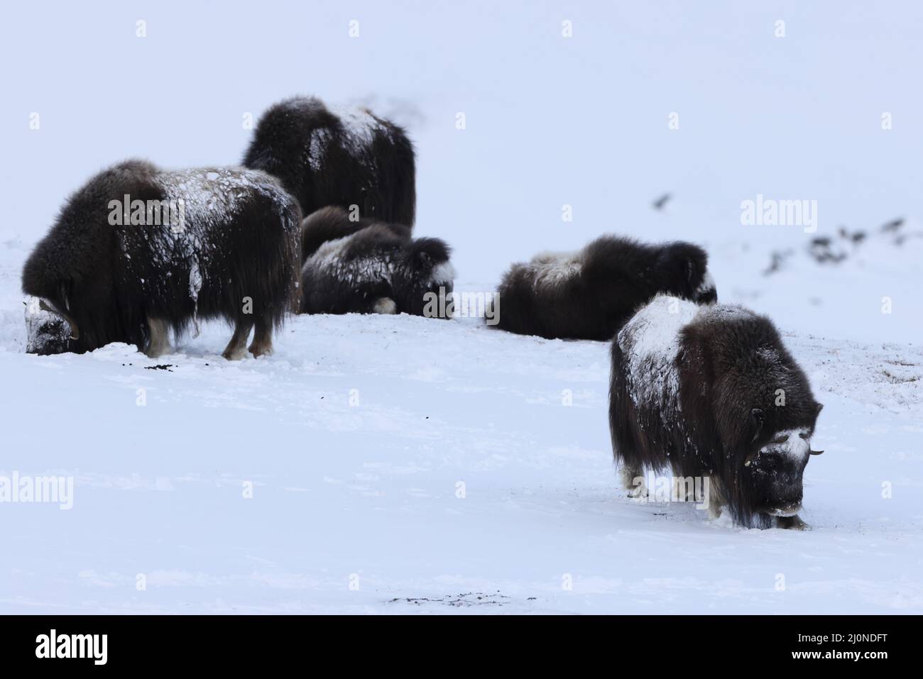 Musk ox alaska winter storm hi-res stock photography and images - Alamy