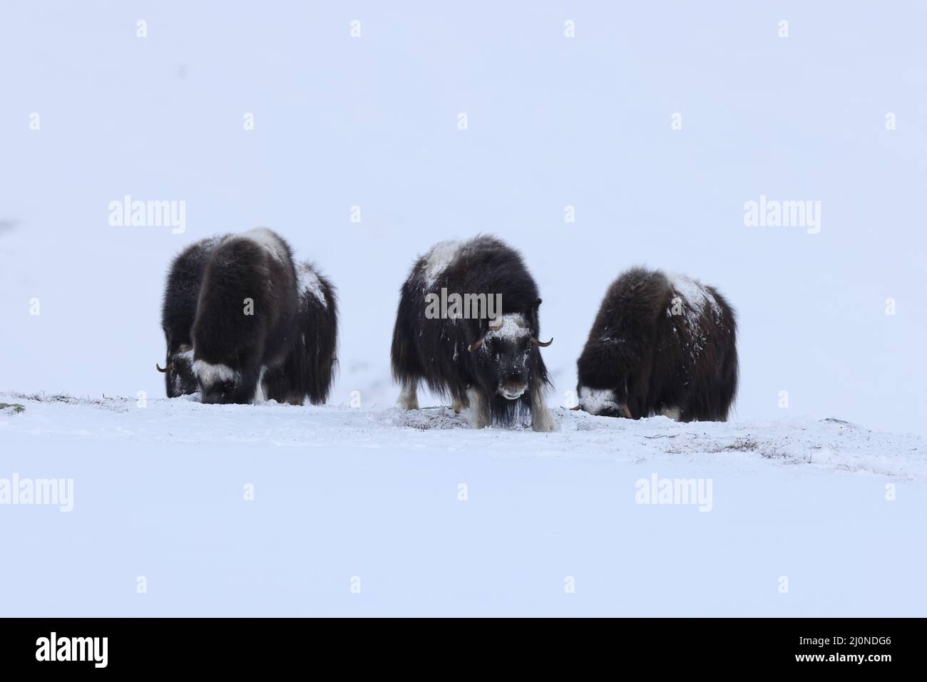 Musk ox alaska winter storm hi-res stock photography and images - Alamy