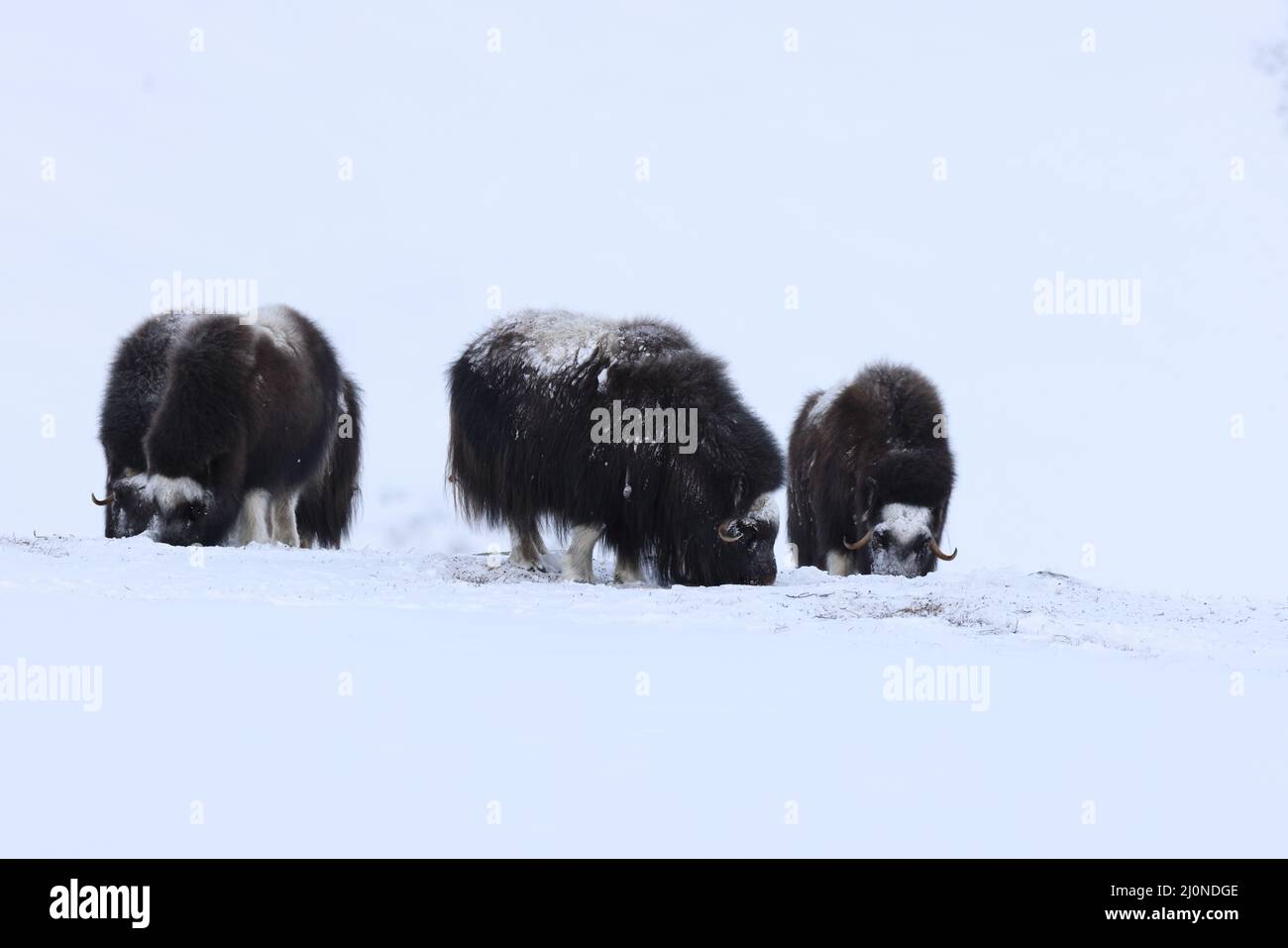 Wild Musk Ox in winter mountains in Norway, Dovrefjell national park ...