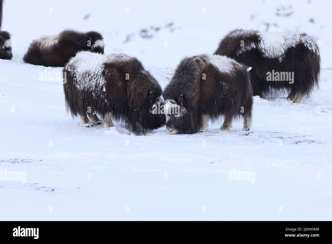 Wild Musk Ox in winter mountains in Norway, Dovrefjell national park ...
