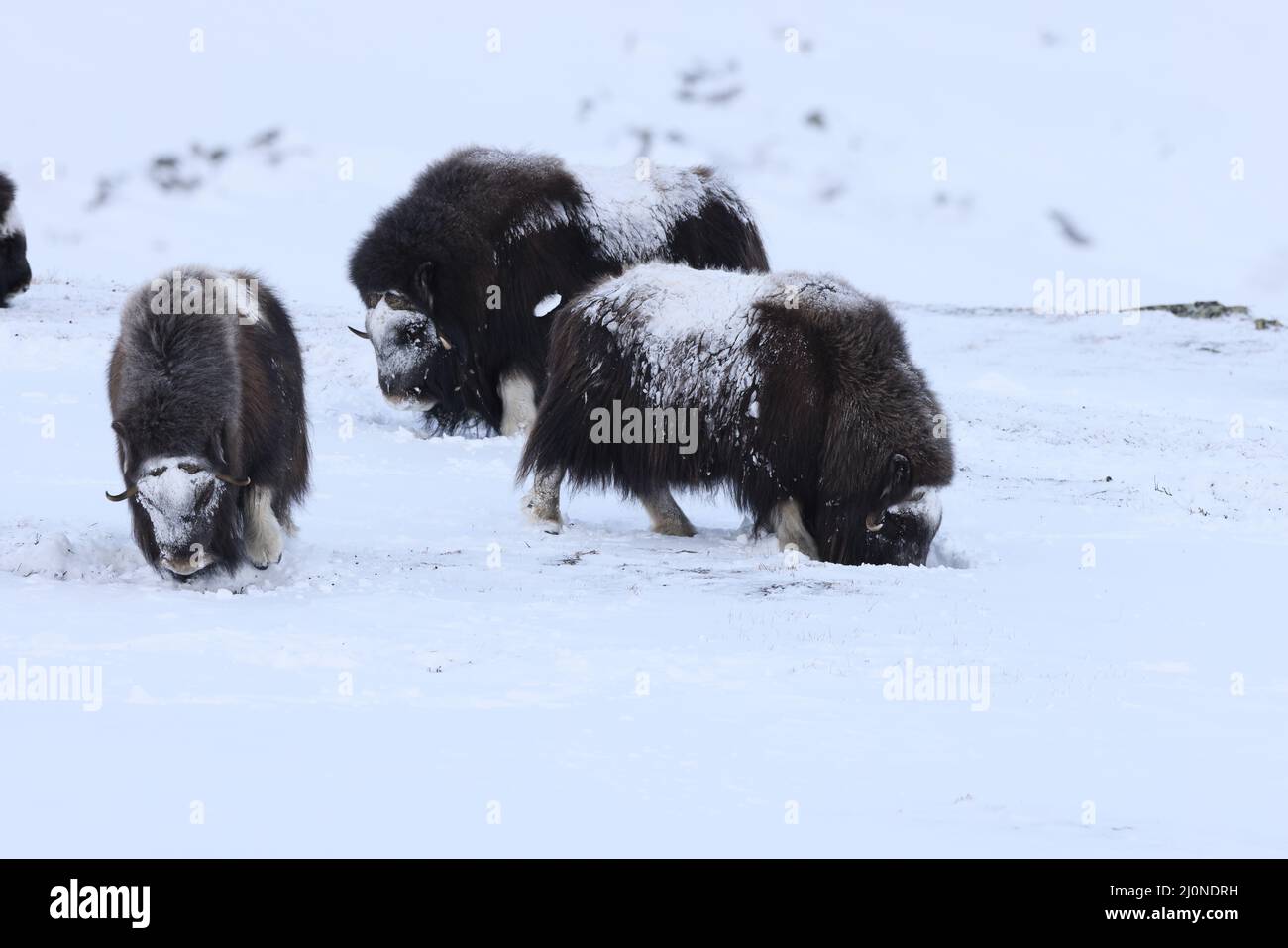 Musk ox alaska winter storm hi-res stock photography and images - Alamy