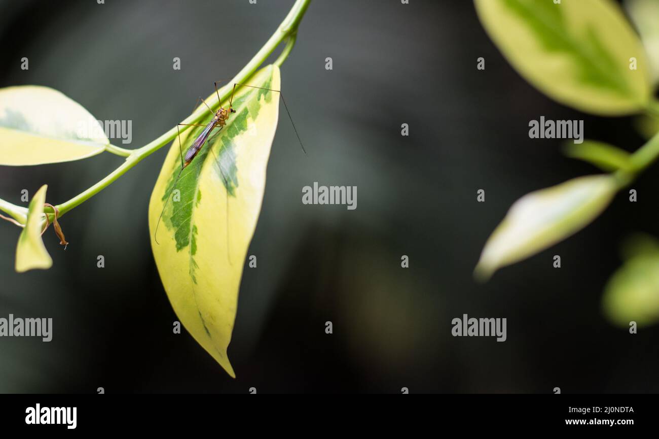 Closeup shot of a crane fly mosquito sitting on a leaf Stock Photo - Alamy