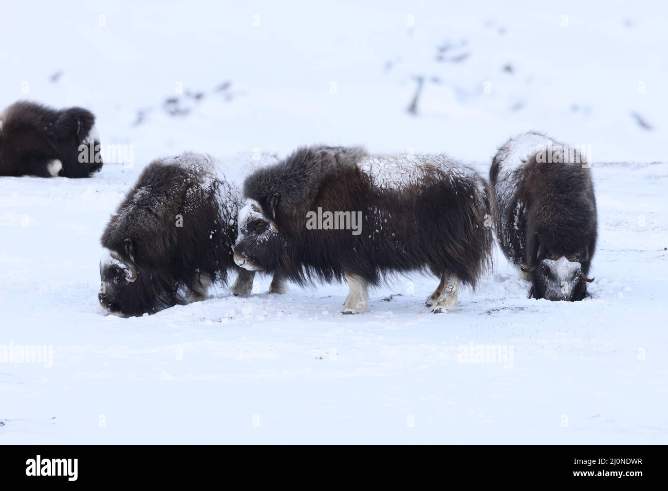 Musk ox alaska winter storm hi-res stock photography and images - Alamy