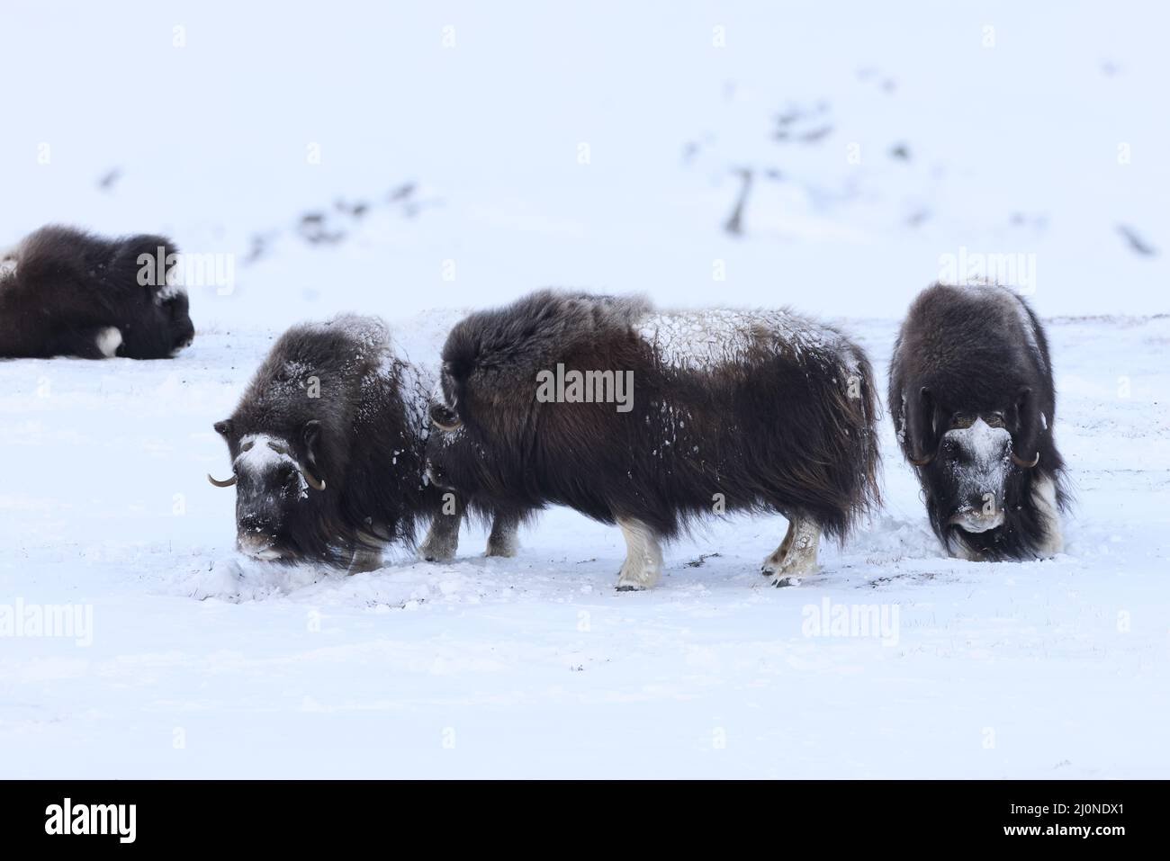Wild Musk Ox in winter mountains in Norway, Dovrefjell national park ...