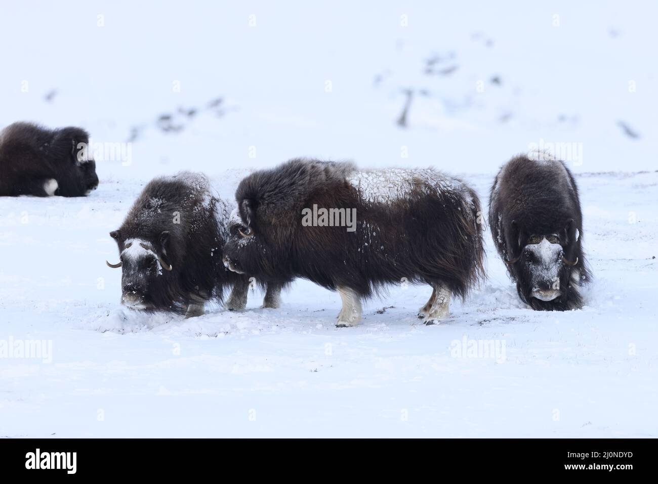 Musk ox alaska winter storm hi-res stock photography and images - Alamy