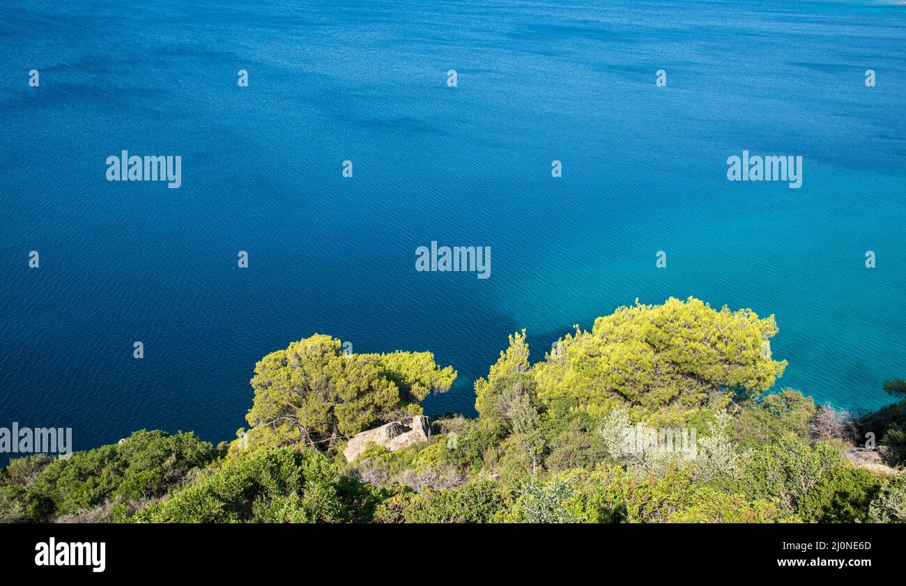 Forest of pine trees over blue sea water. Calm sea blue water. Trees ...