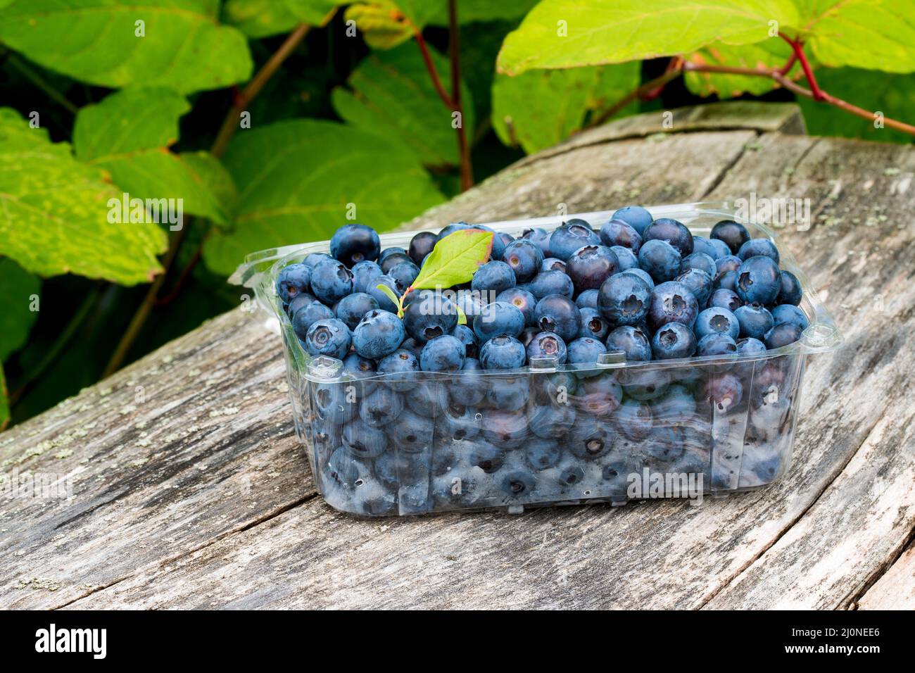 Box or punnet of organic blueberries Stock Photo - Alamy